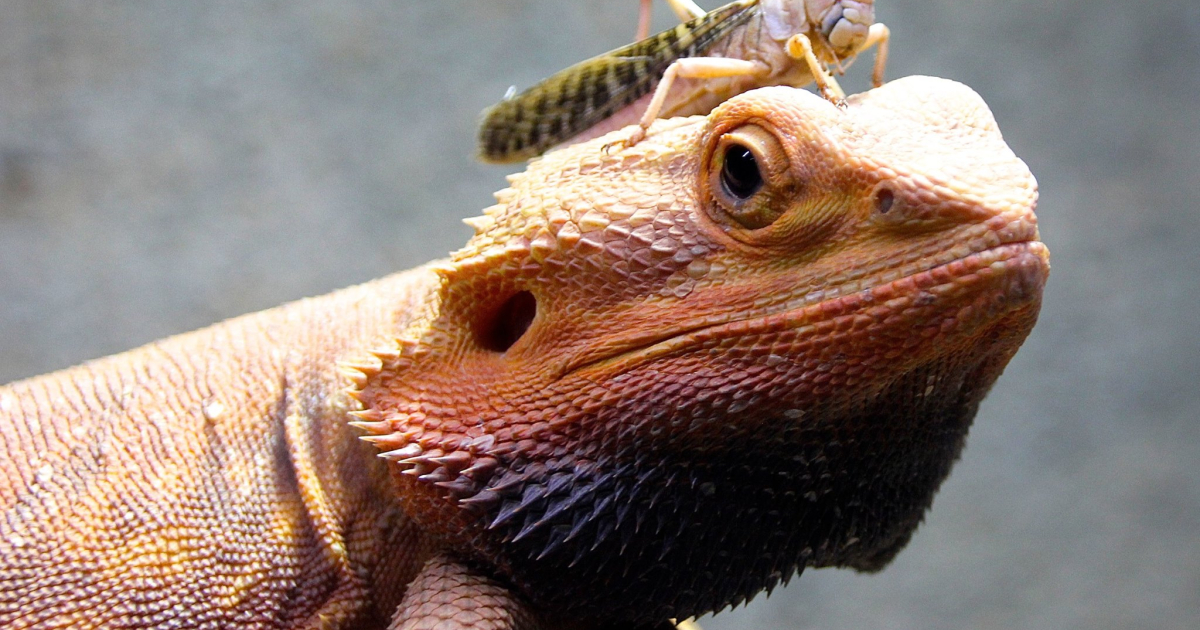 Avonturia De Vogelkelder | DenHaag.com